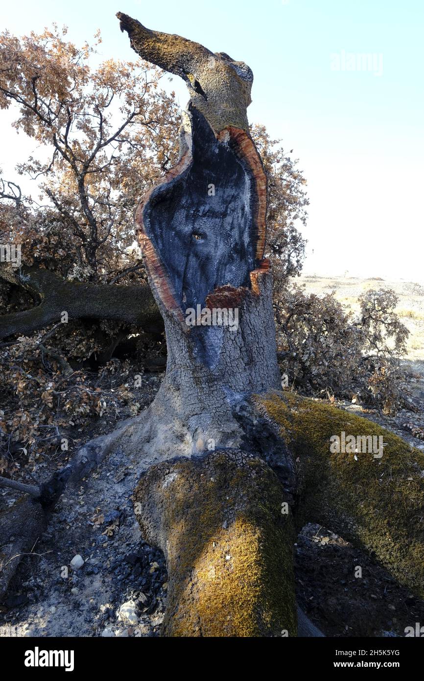 Restorative power hi-res stock photography and images - Alamy