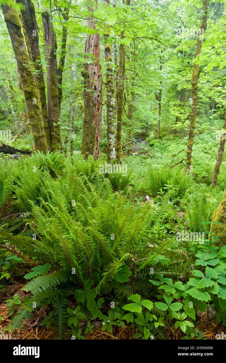 Beautiful botanical gardens ferns flora forest hi-res stock photography ...