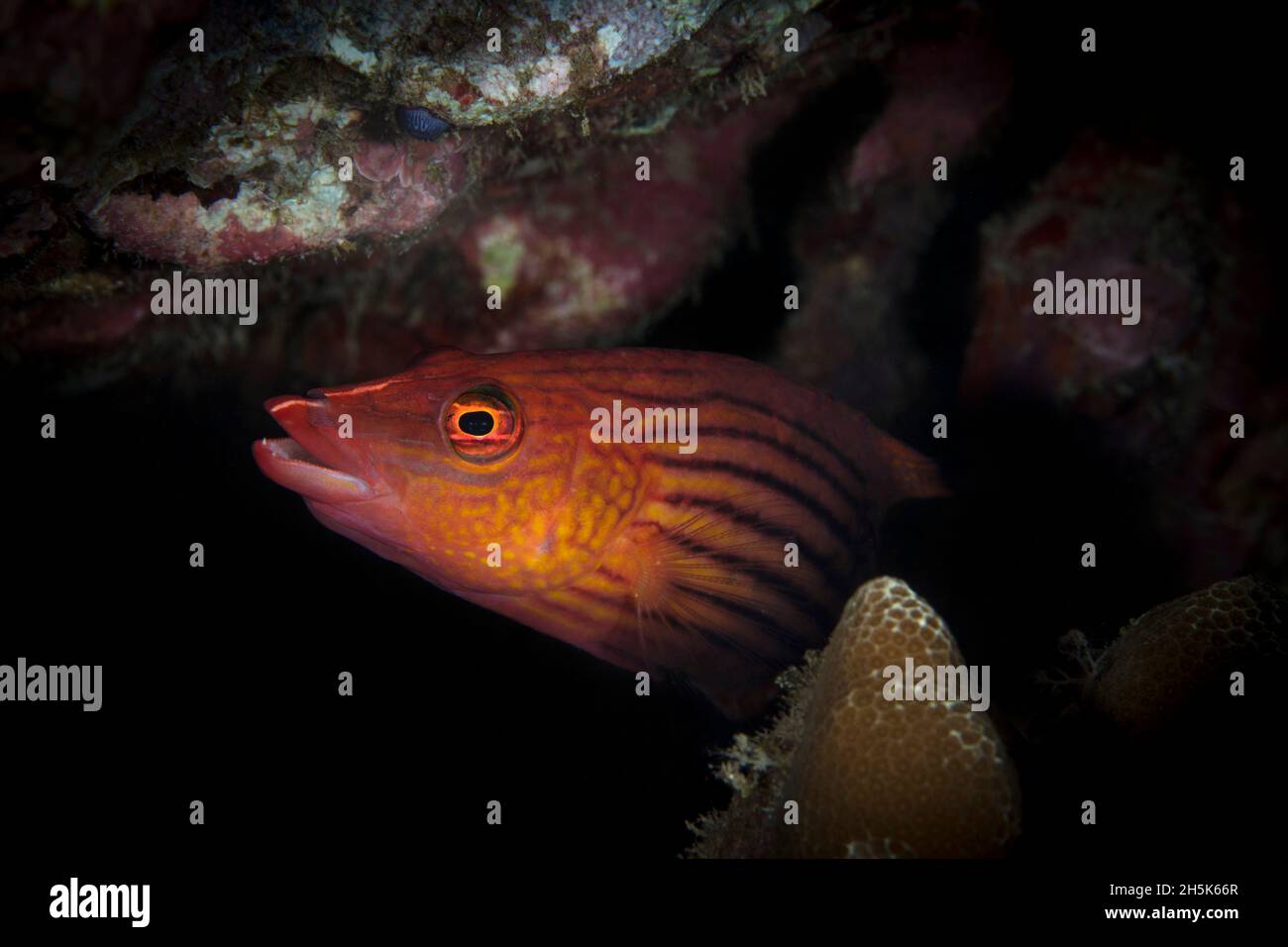 Eight lined wrasse hi-res stock photography and images - Alamy