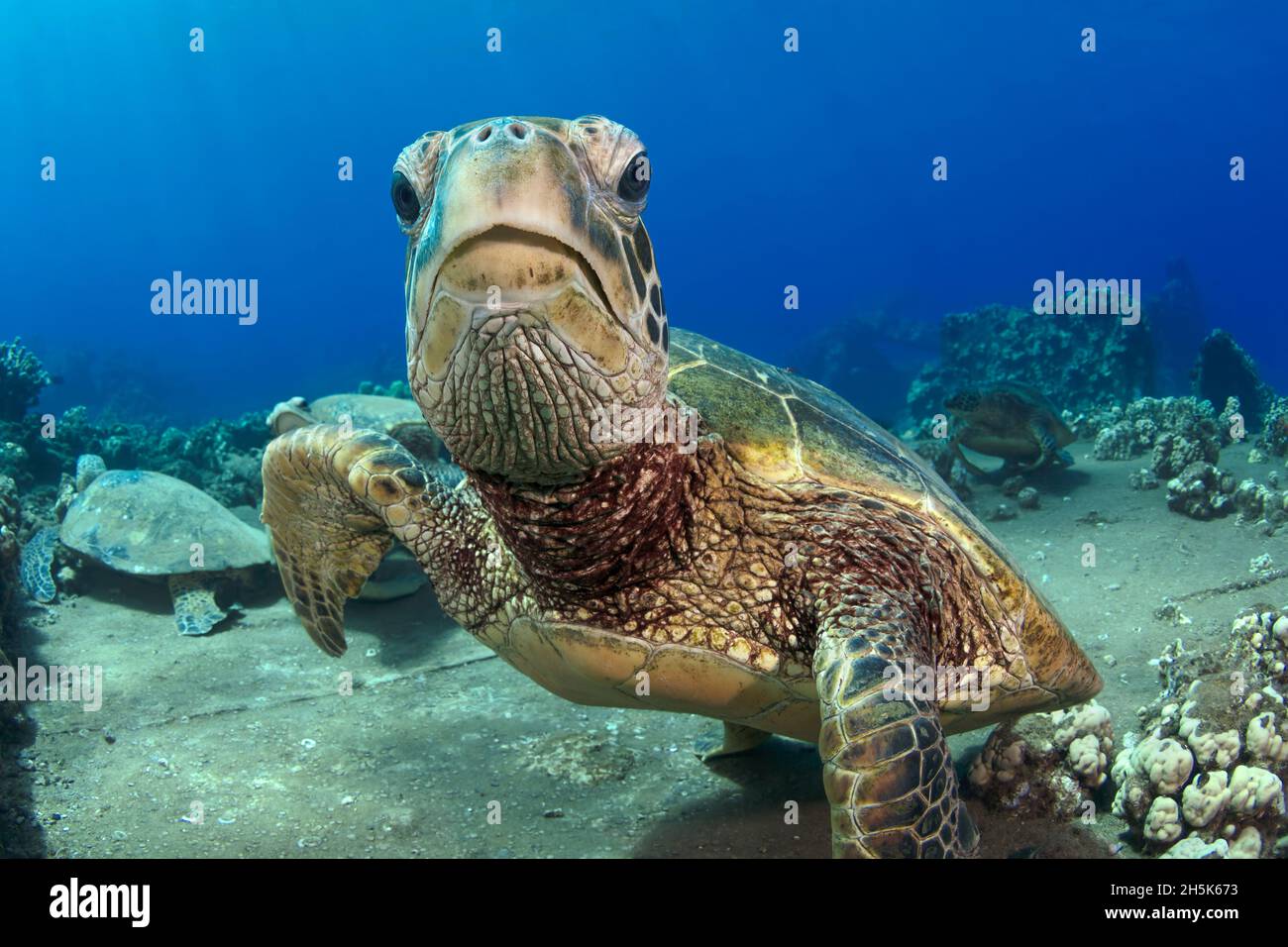 Turtle swimming to camera hi-res stock photography and images - Alamy