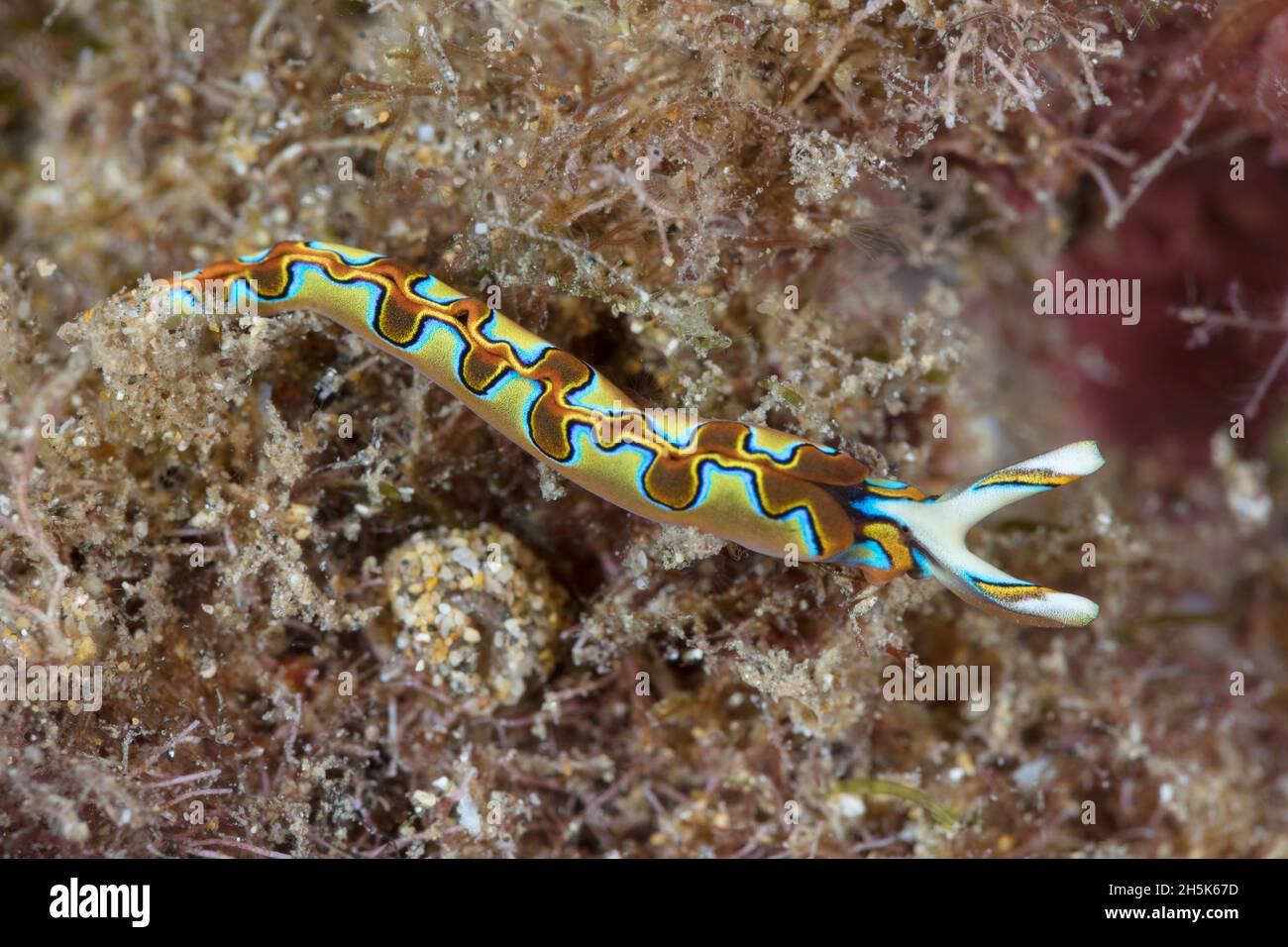 Thuridilla neona sea slug; Maui, Hawaii, United States of America Stock ...