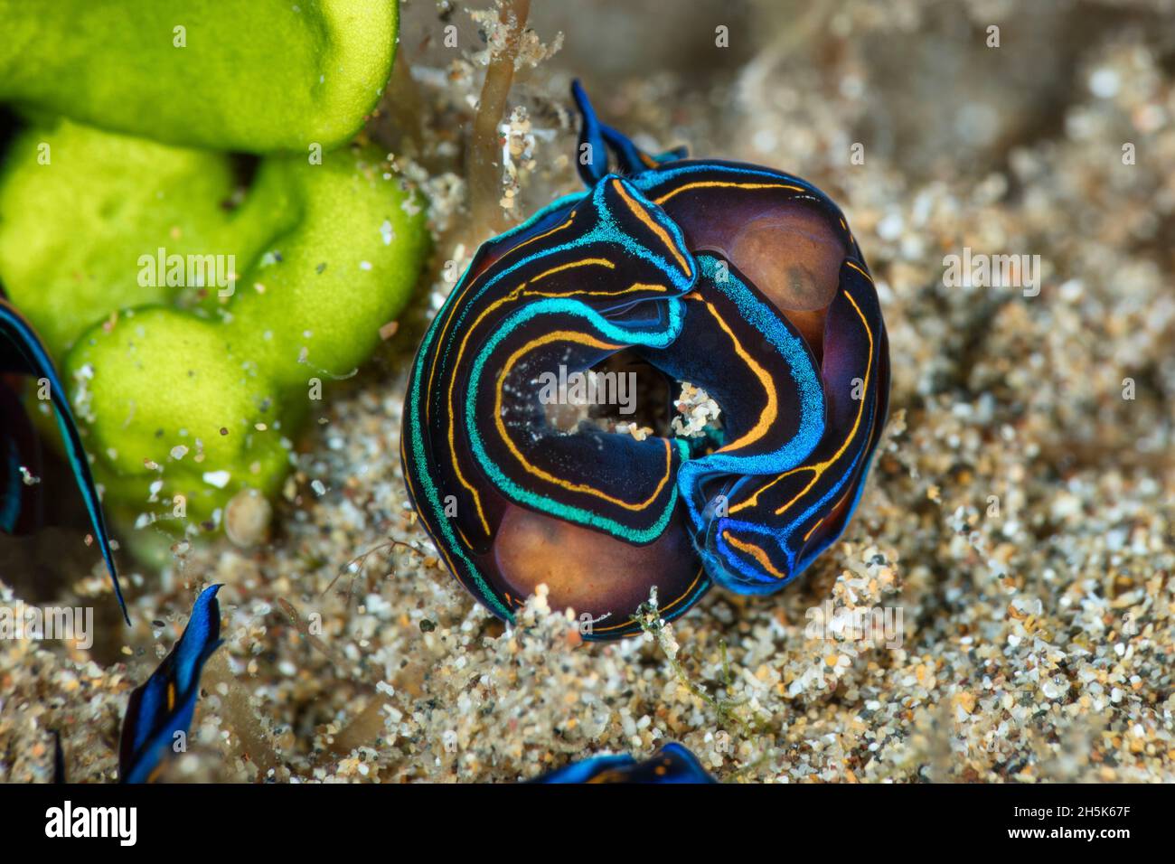 Mating Chelidonura hirundinina (Blue Swallowtail sea slug); Maui ...