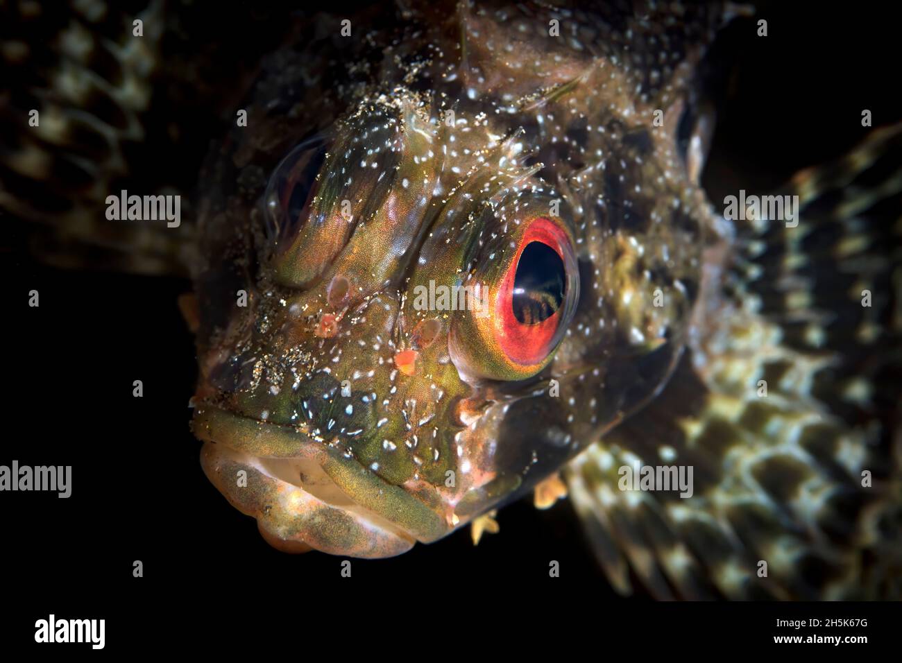 Hawaiian Green Lionfish