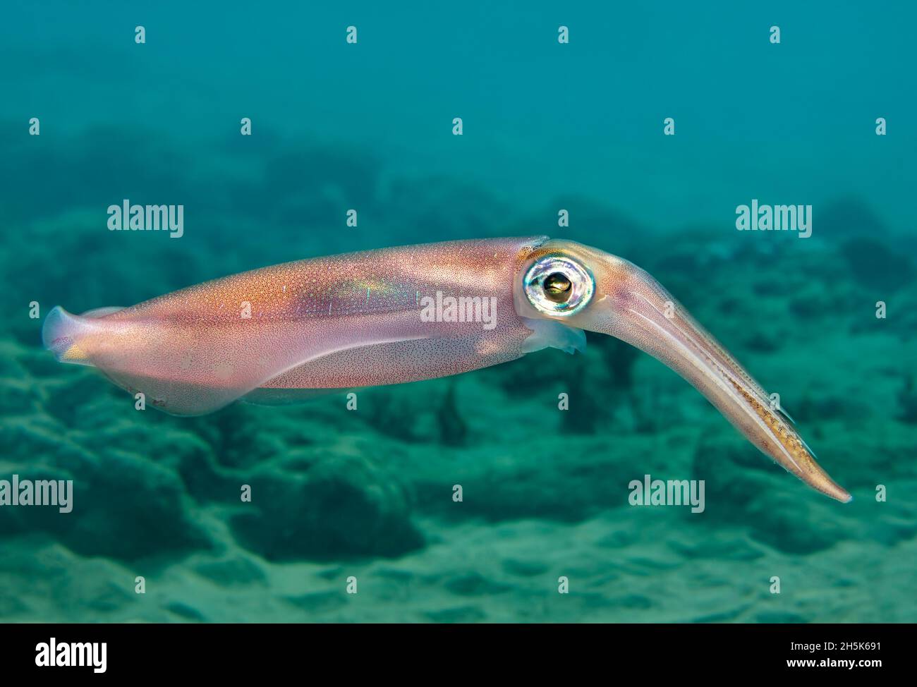 Bigfin Squid (Magnapinna) during the day; Maui, Hawaii, United States ...