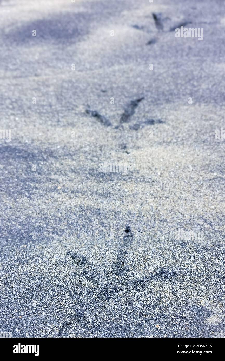 Bird footsteps on the beach Stock Photo - Alamy