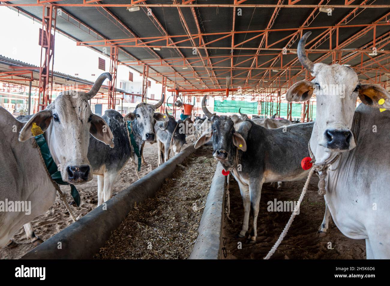 Sick cow hi-res stock photography and images - Alamy
