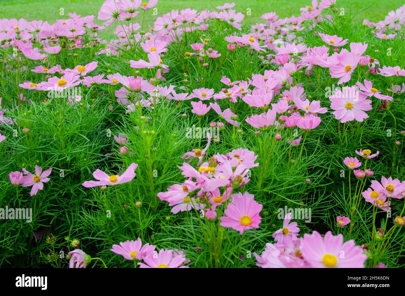 Cosmos flowers in the garden beautiful Stock Photo - Alamy