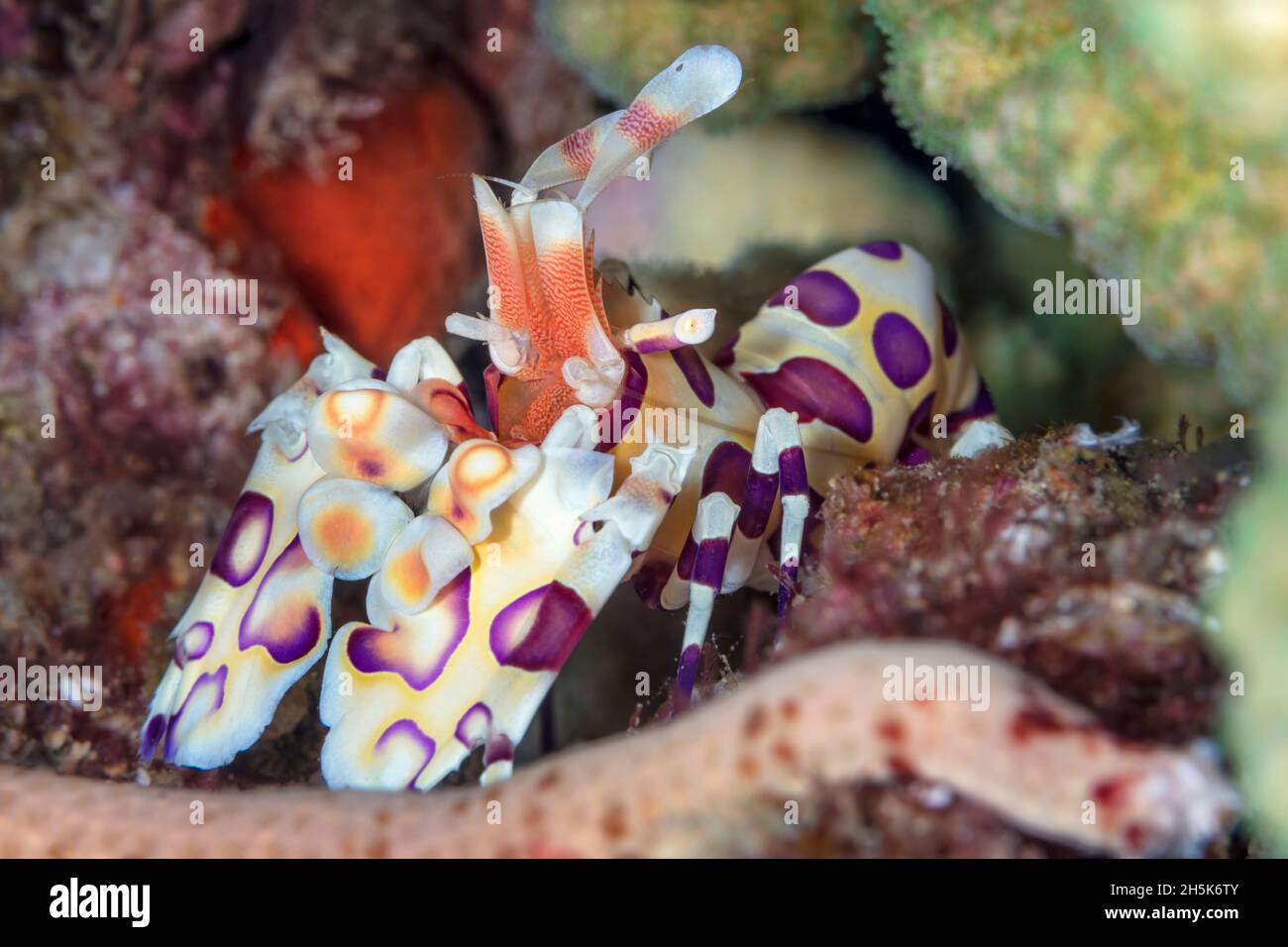 A beautiful Harlequin Shrimp (Hymenocera picta) sits within the ...