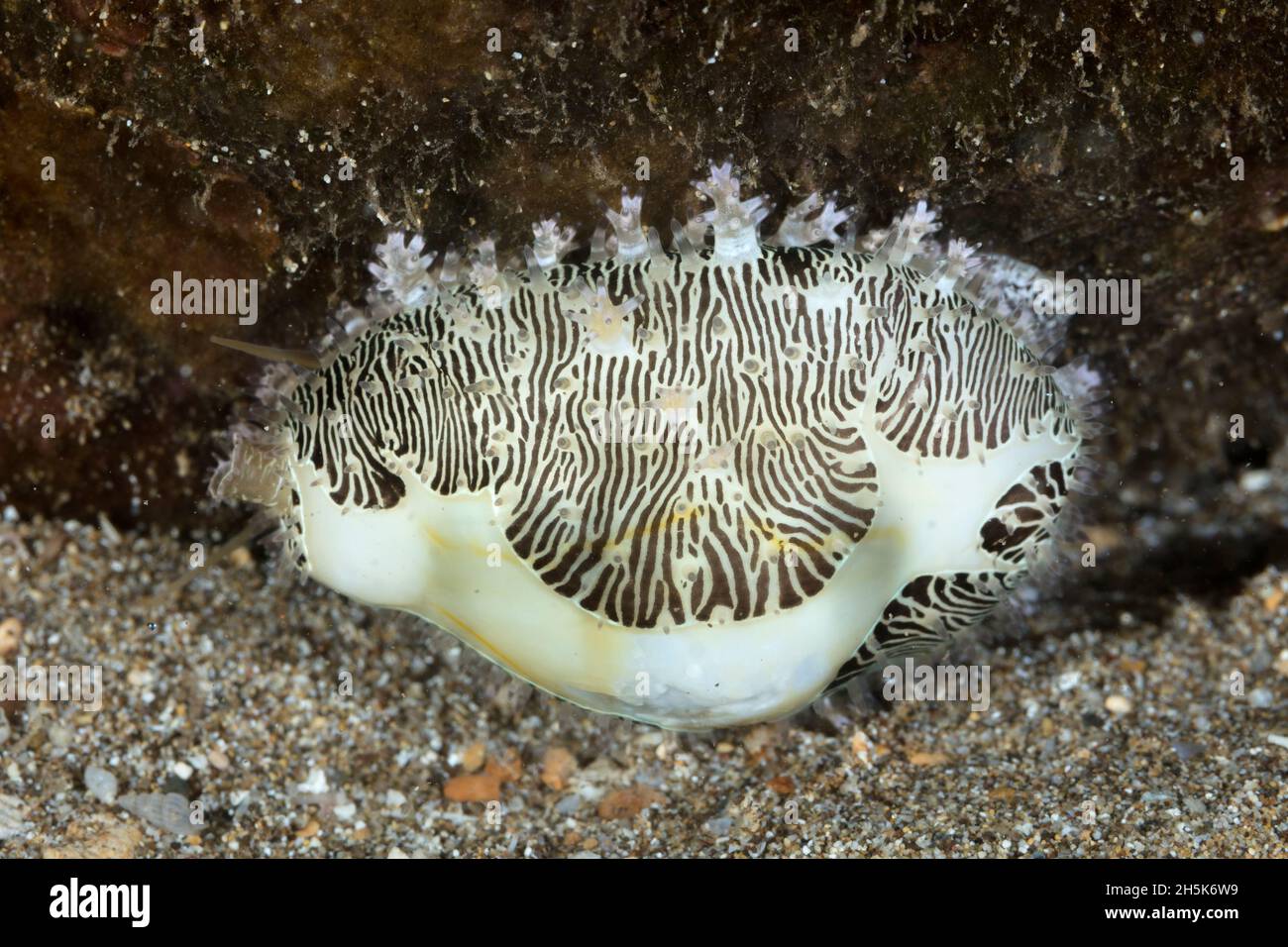 Cowrie shell money hi-res stock photography and images - Alamy