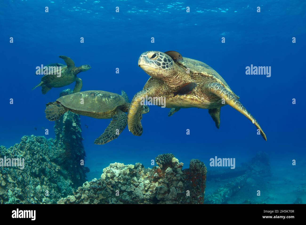 Turtle swimming to camera hi-res stock photography and images - Alamy