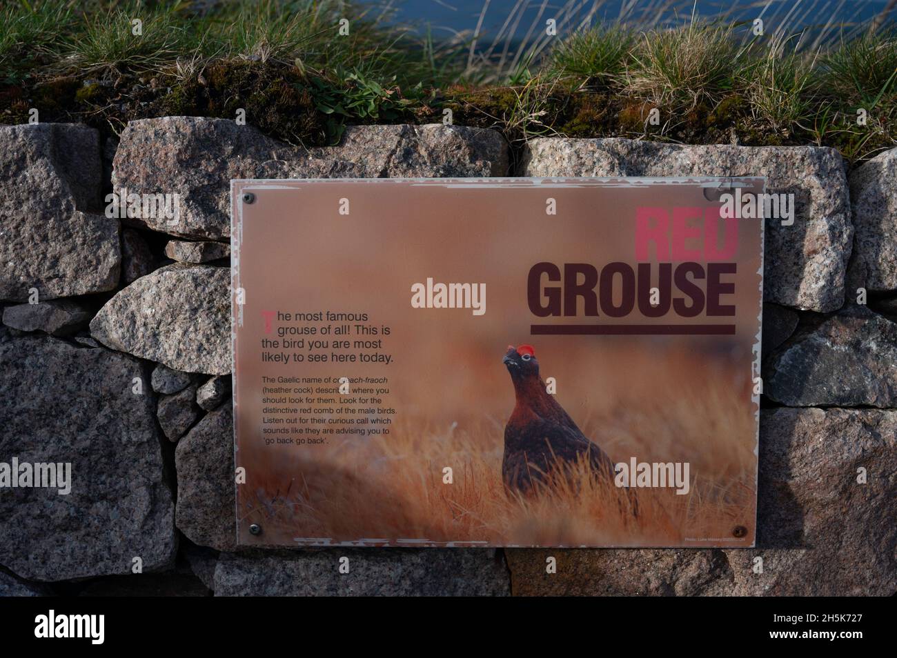 Sign for red grouse with picture and text information. Set on stone ...