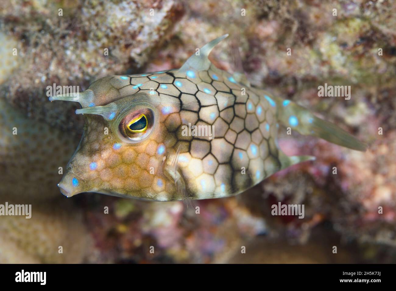 Blue spotted cowfish hi-res stock photography and images - Alamy