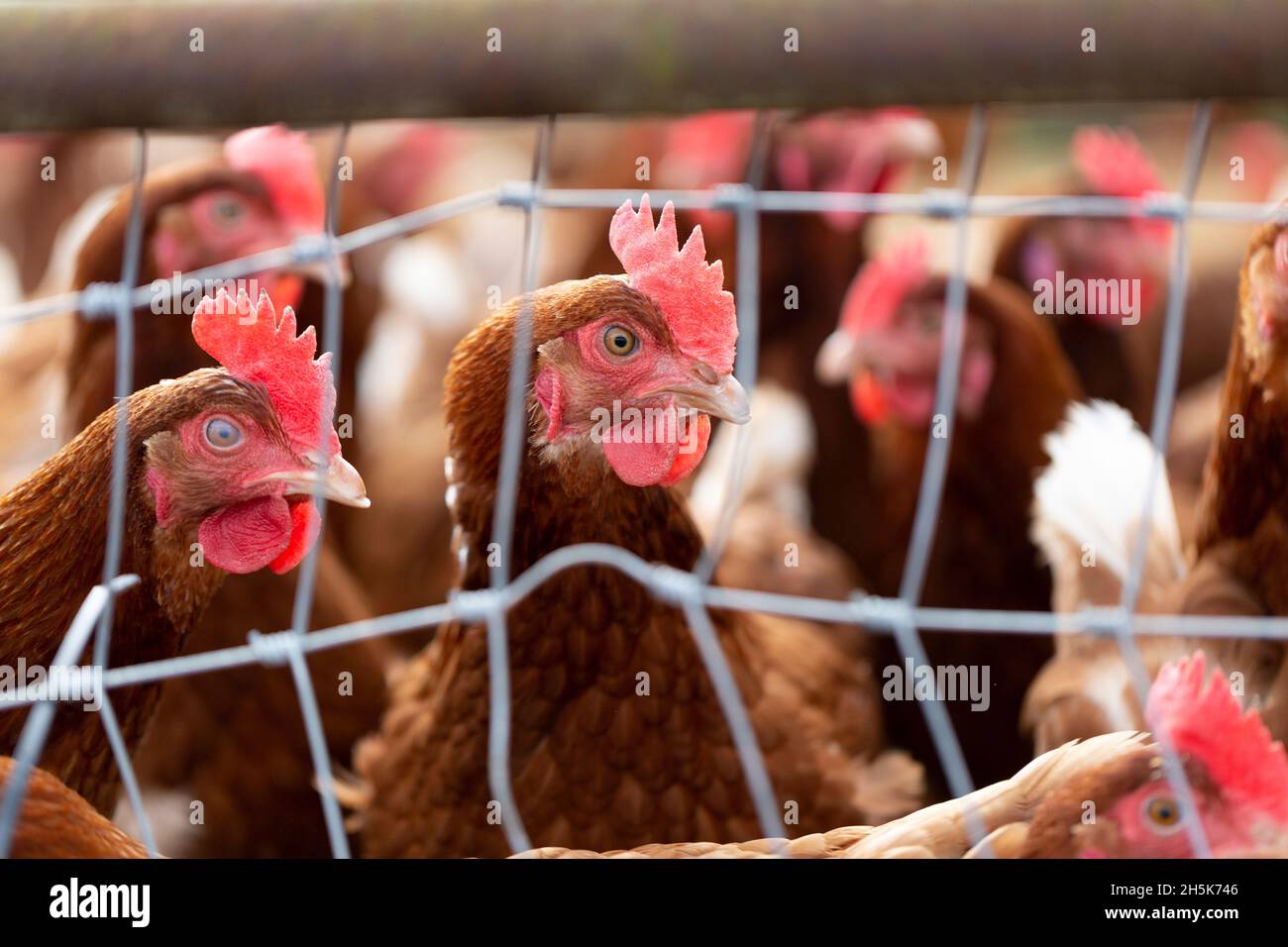 Chickens (Gallus gallus domesticus) in a chicken pen at Rondriso Farm ...