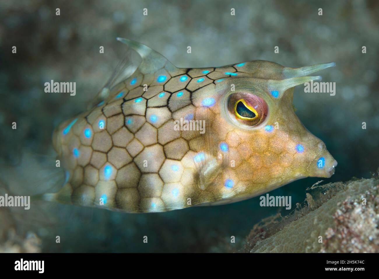 Blue spotted boxfish hi-res stock photography and images - Alamy