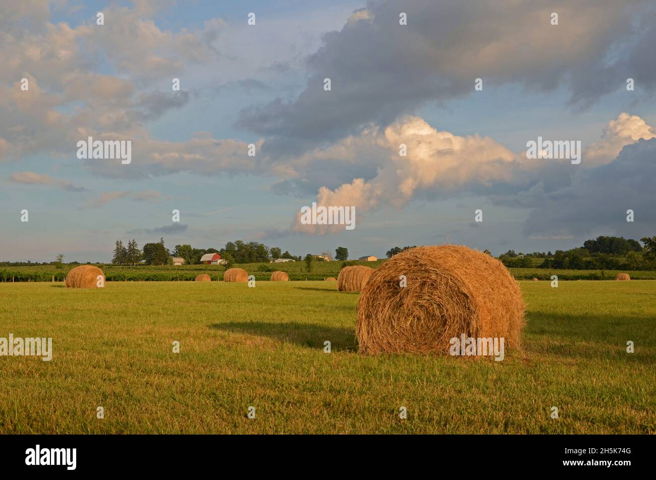 Harvested hay bales in farm field with sunlit clouds in a blue sky ...