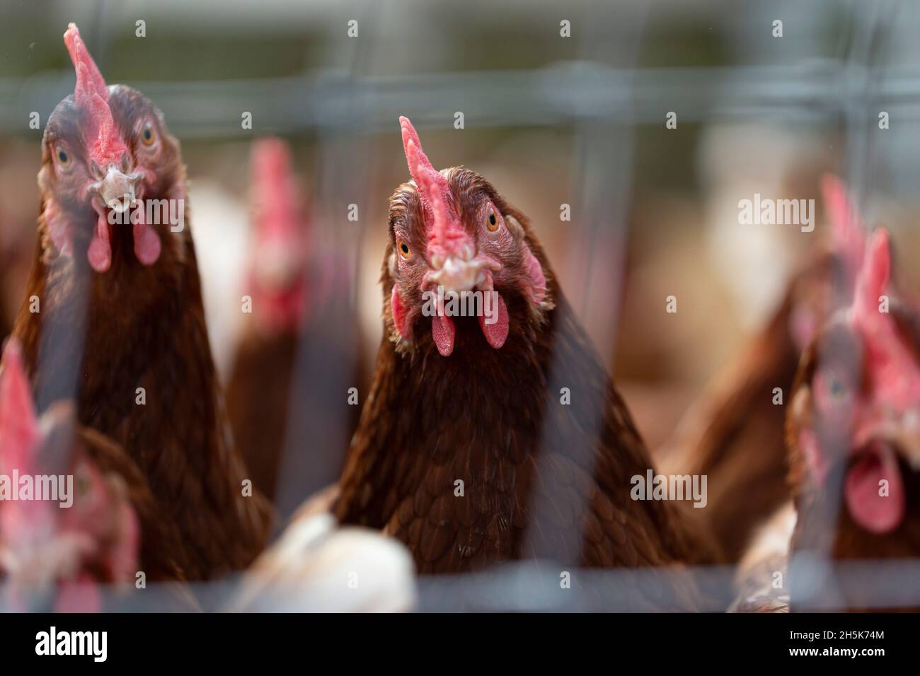 Chicken farm animals hi-res stock photography and images - Alamy