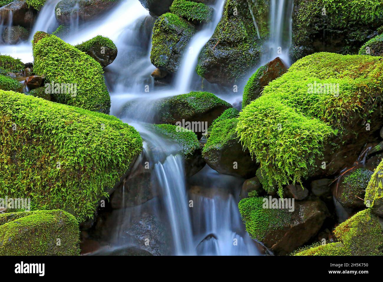 Bryophyta water hi-res stock photography and images - Alamy