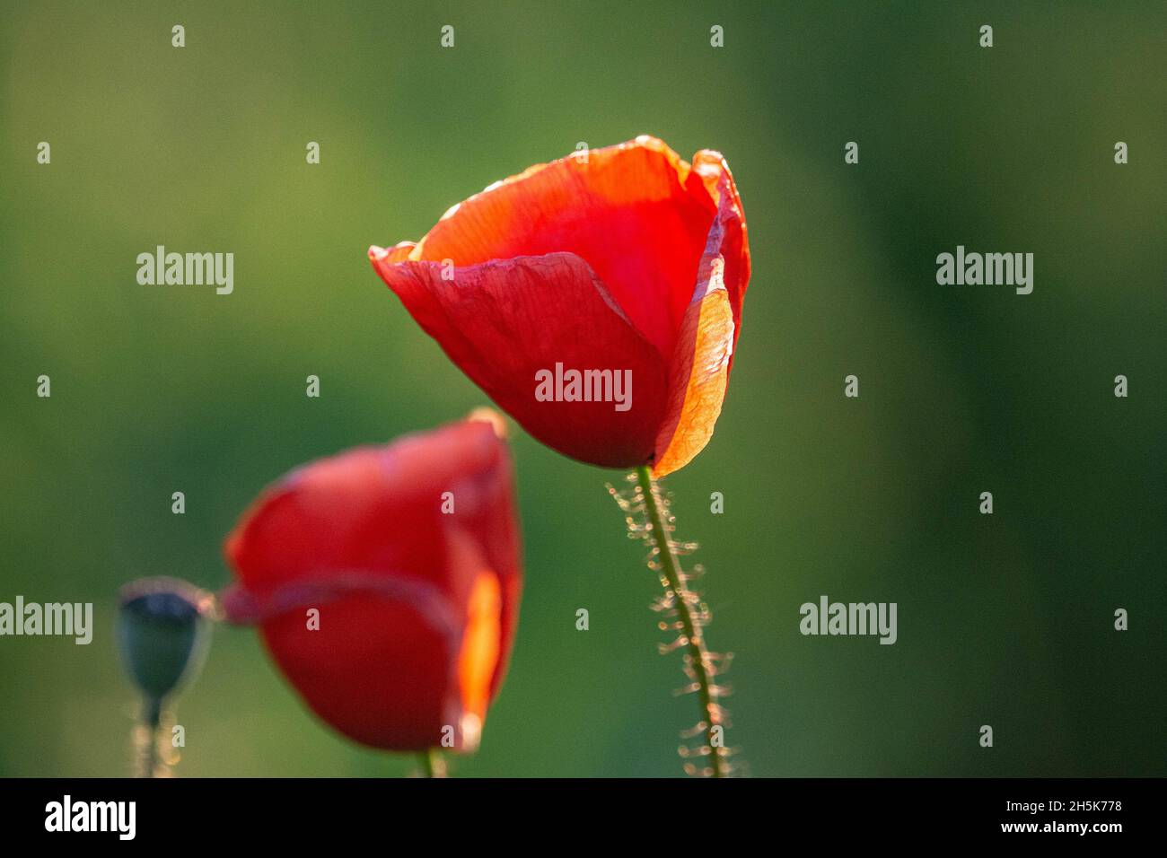 Selective focus on poppy flower, wild poppy flowers in sring meadow ...