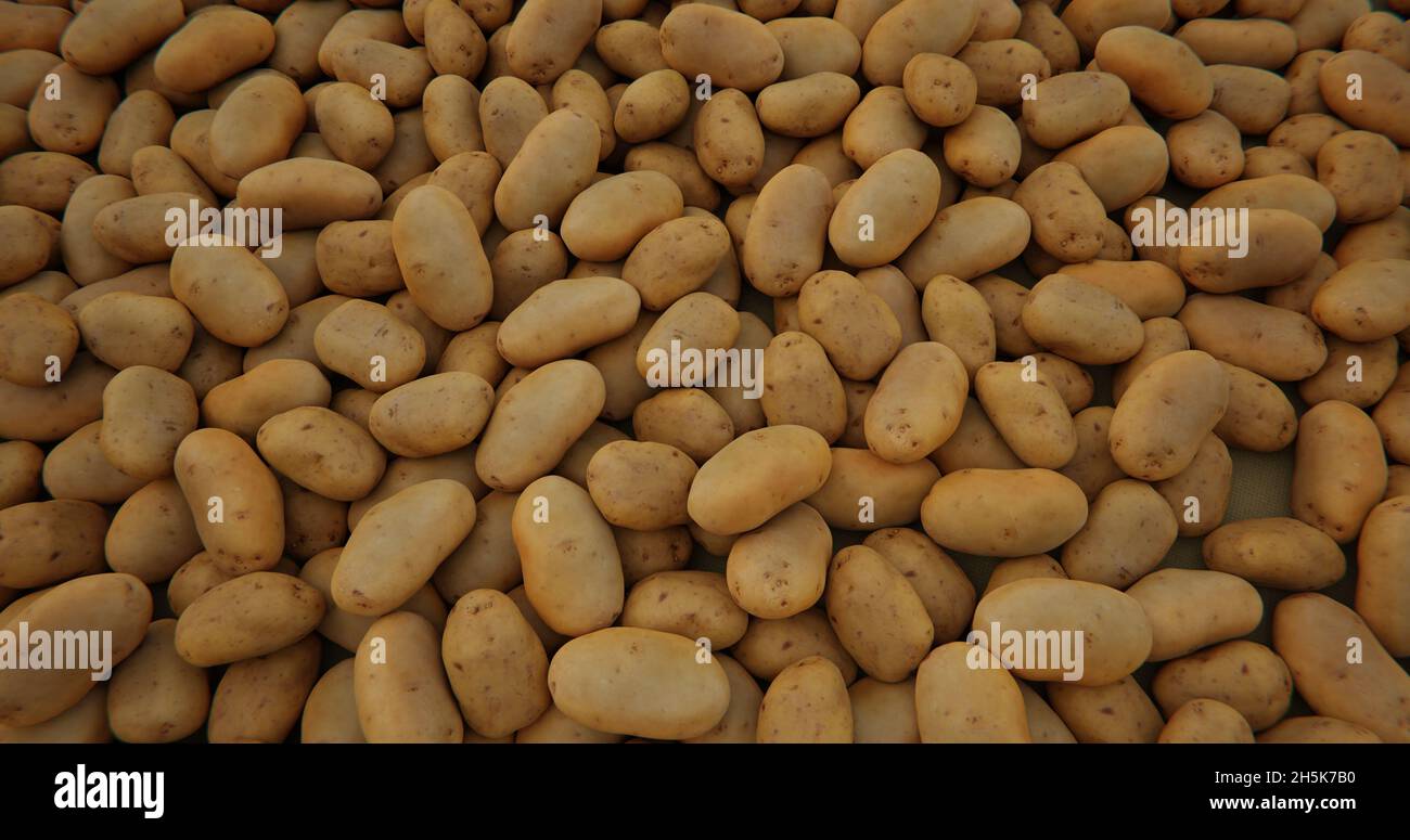 Lots of potatoes. Close view. Vegetable background Stock Photo - Alamy