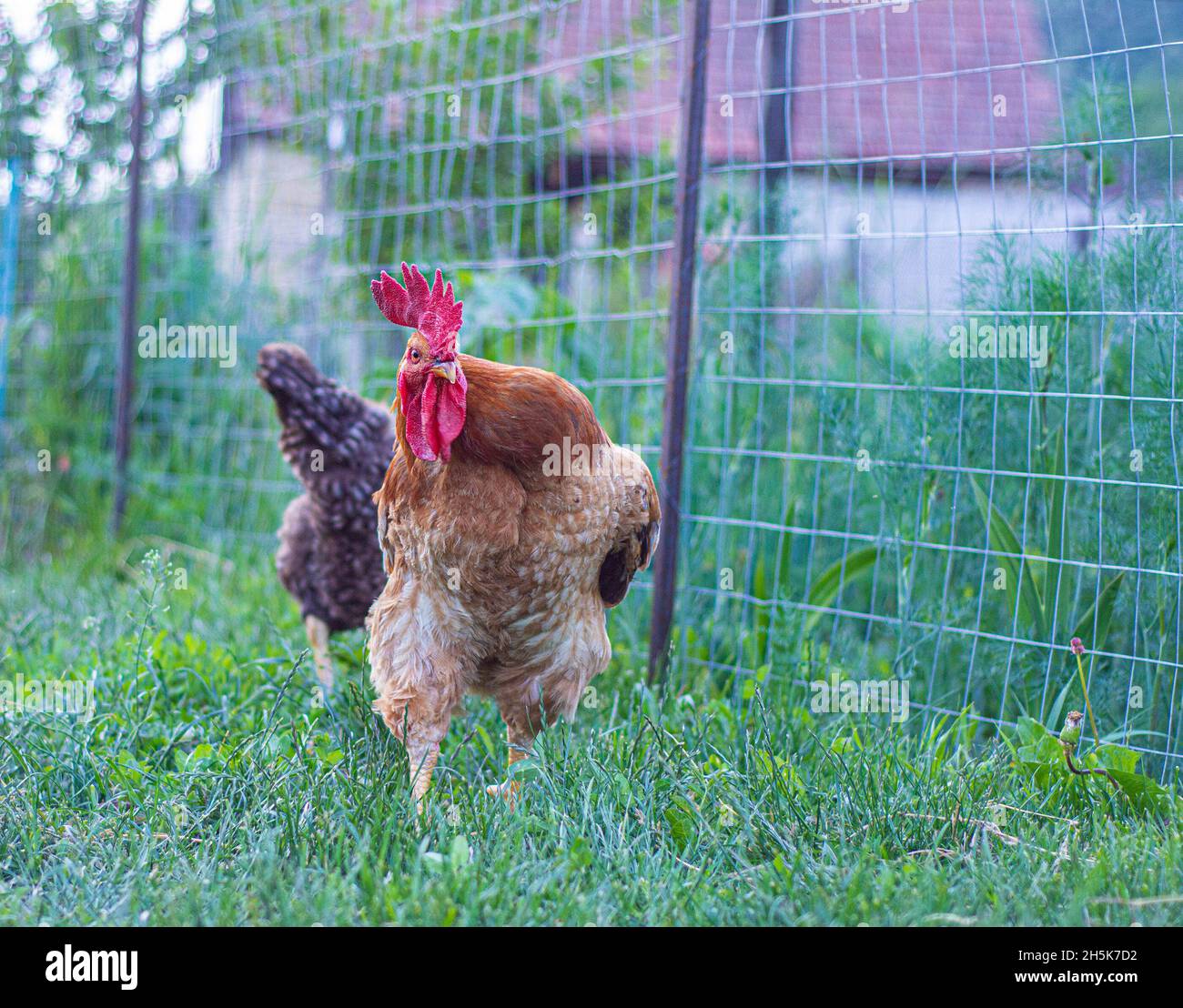 Rooster with chickens walking on a hay at the countryside .Free range ...
