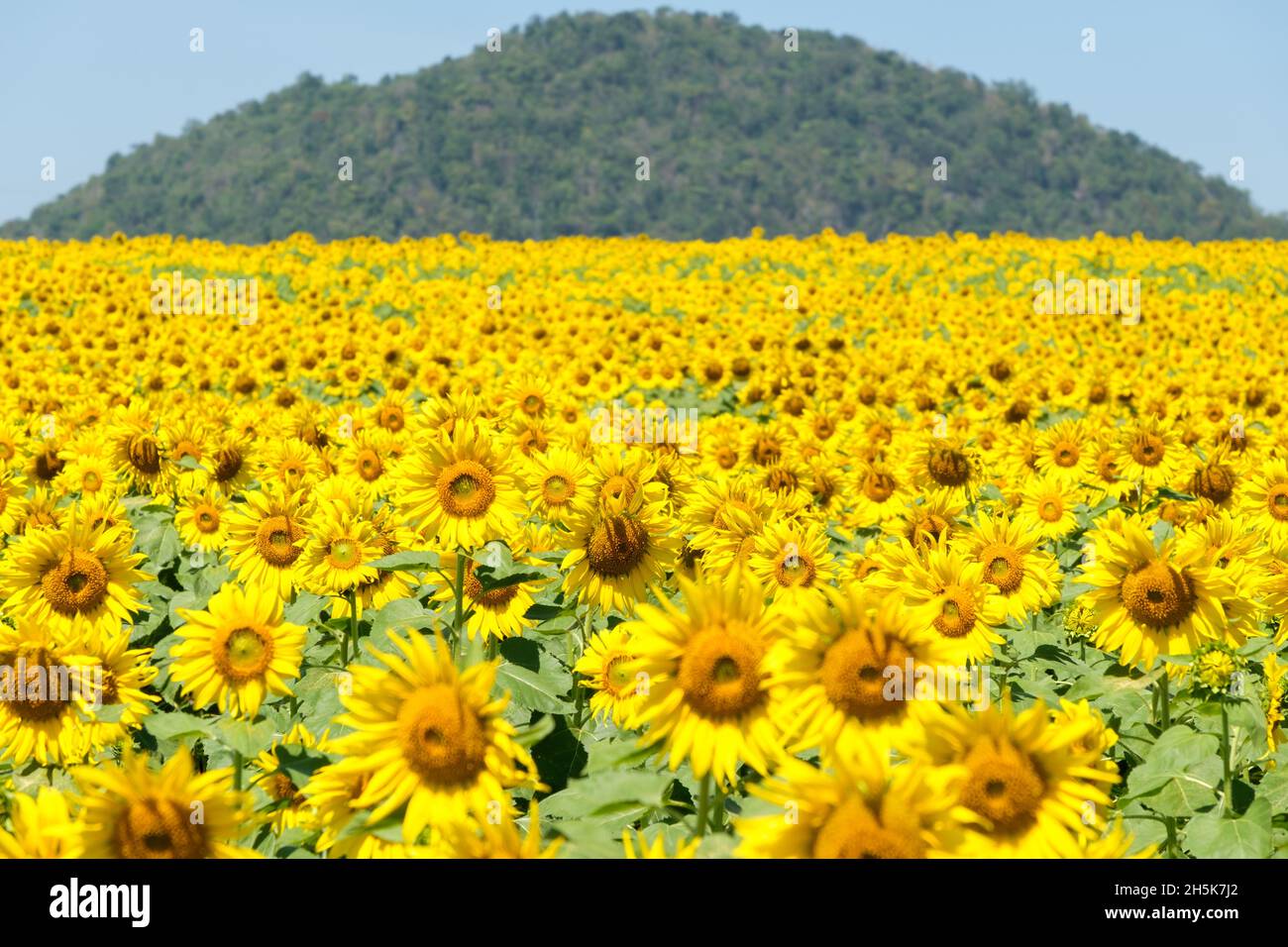 A blooming sunflower field in the countryside farm located on the hill ...