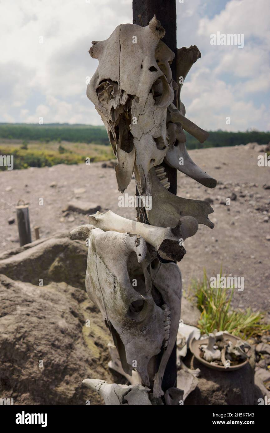 Close up broken animal skulls on a pole with clouds in blue sky ...
