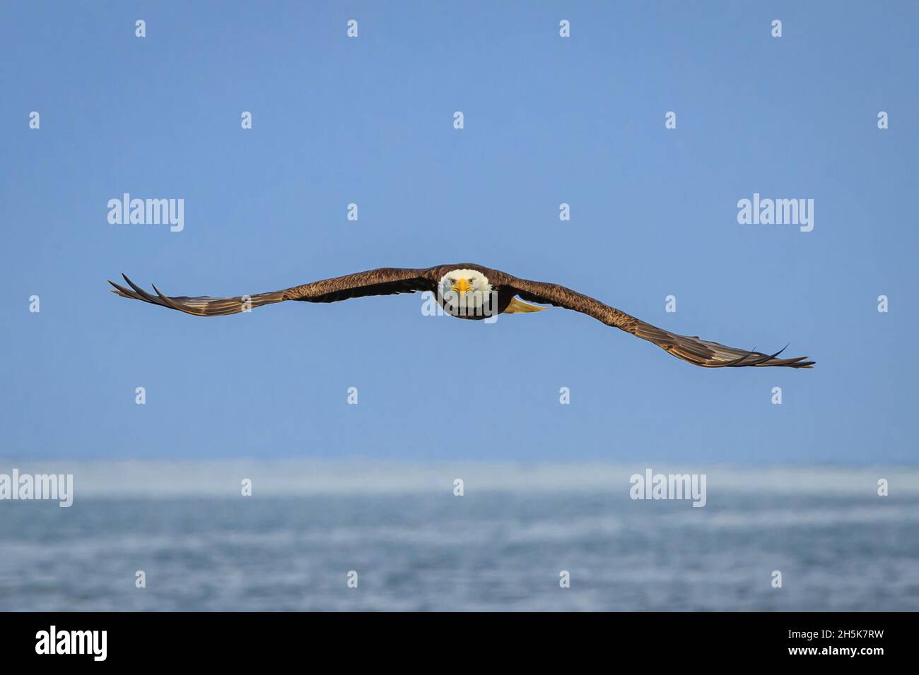 Bald Eagle (Haliaeetus leucocephalus) in flight over Cook Inlet, Kenai Peninsula; Alaska, United ...