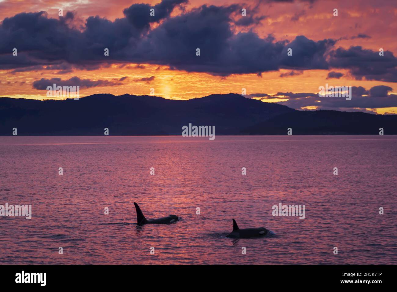 Bigg's Killer whales or Orca (Orcinus orca) swim toward a colorful ...
