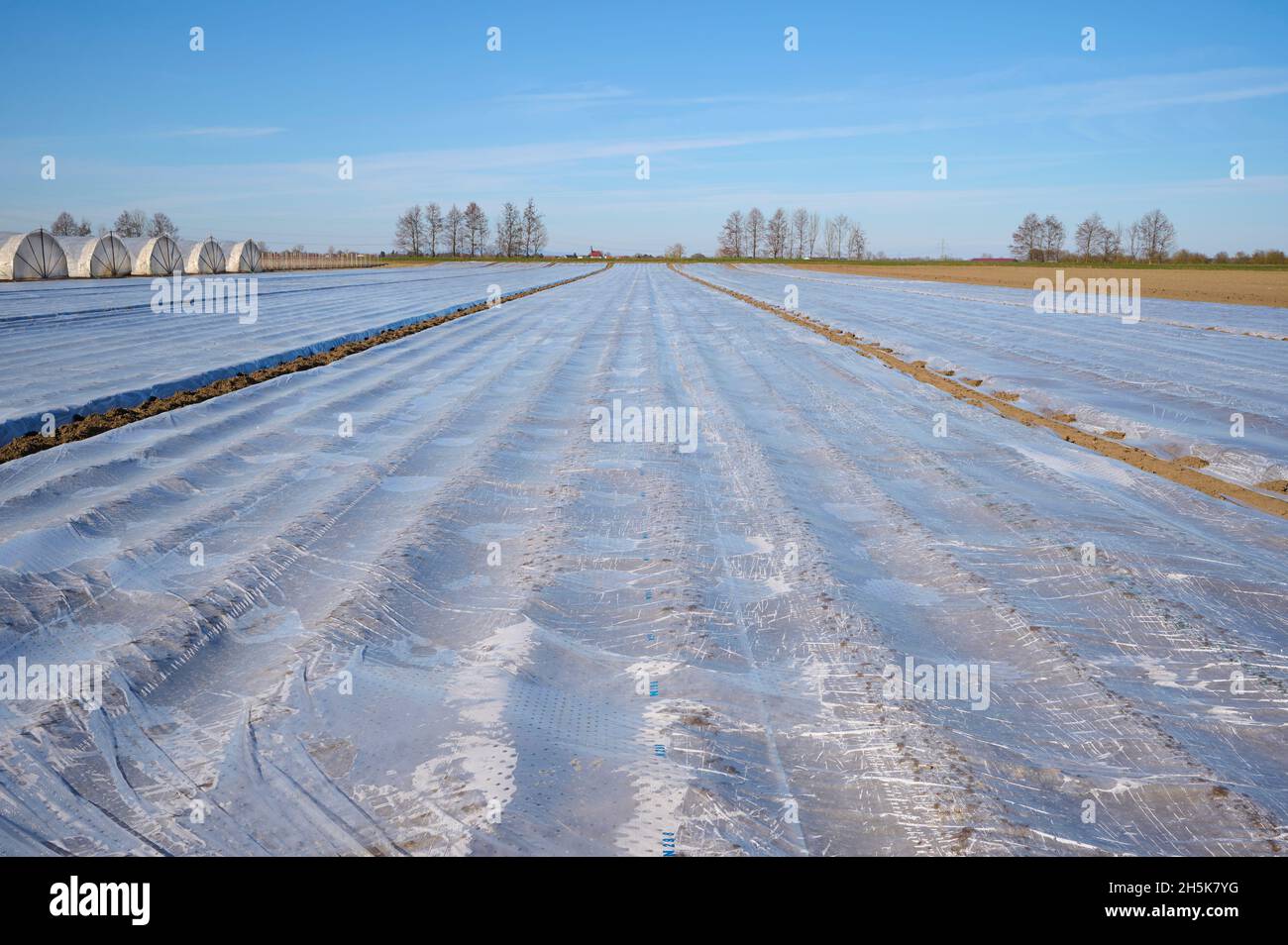 Crop field, soil covered with agricultural plastic mulch film with a ...