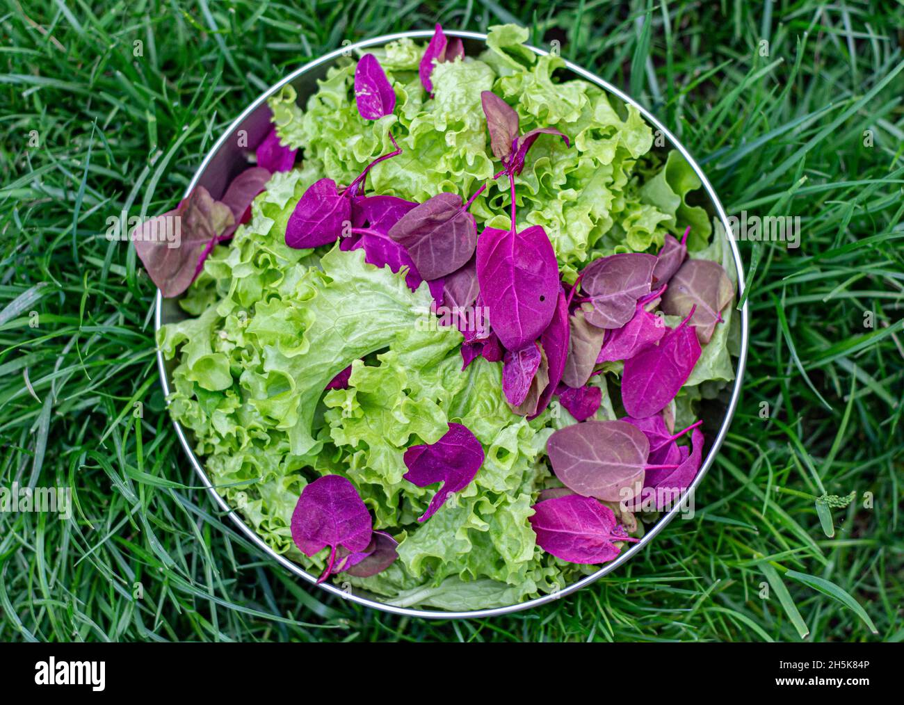 Salad leaves mix with rucola purple lettuce spinach and chard Stock ...