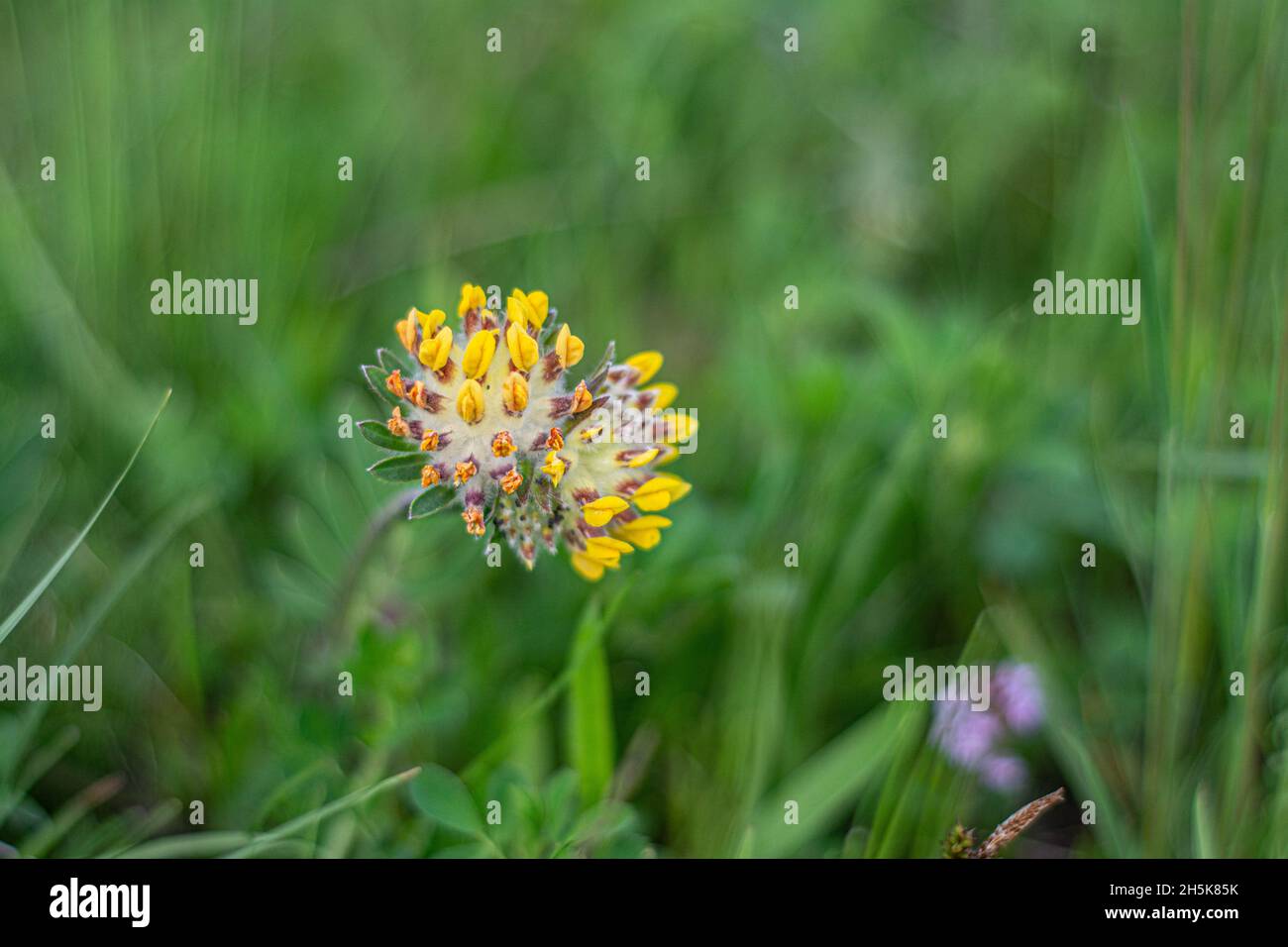 Spring gentle nature background Stock Photo - Alamy