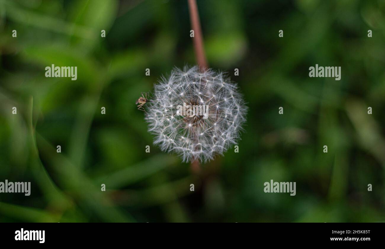 Spring gentle nature background Stock Photo - Alamy