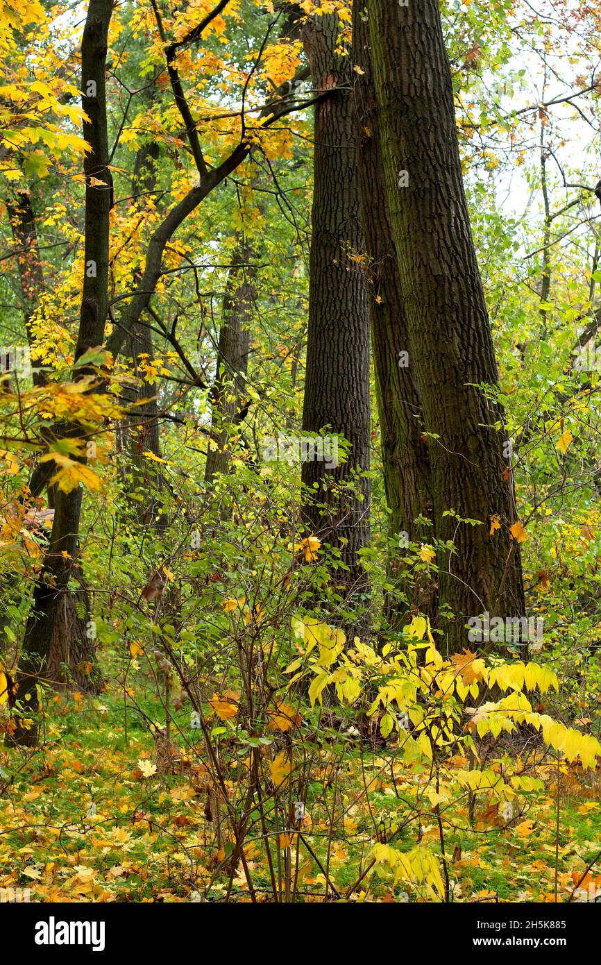 Autumn lyrics in the forest. Trees Stock Photo - Alamy