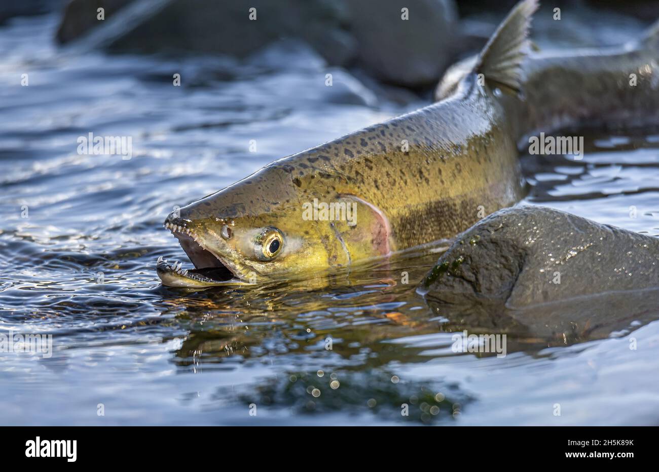 Fish migration to the spawning ground hi-res stock photography and ...