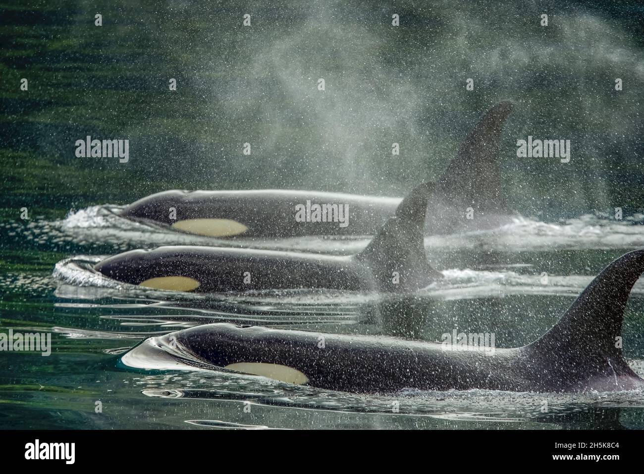 Family group, killer whale calf, orca (Orcinus orca), Johnstone Strait ...