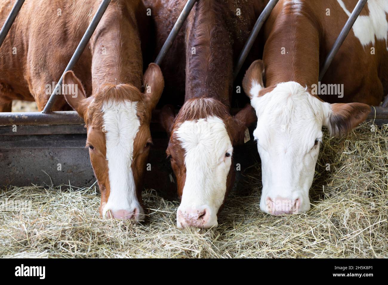 Three cows together hi-res stock photography and images - Alamy