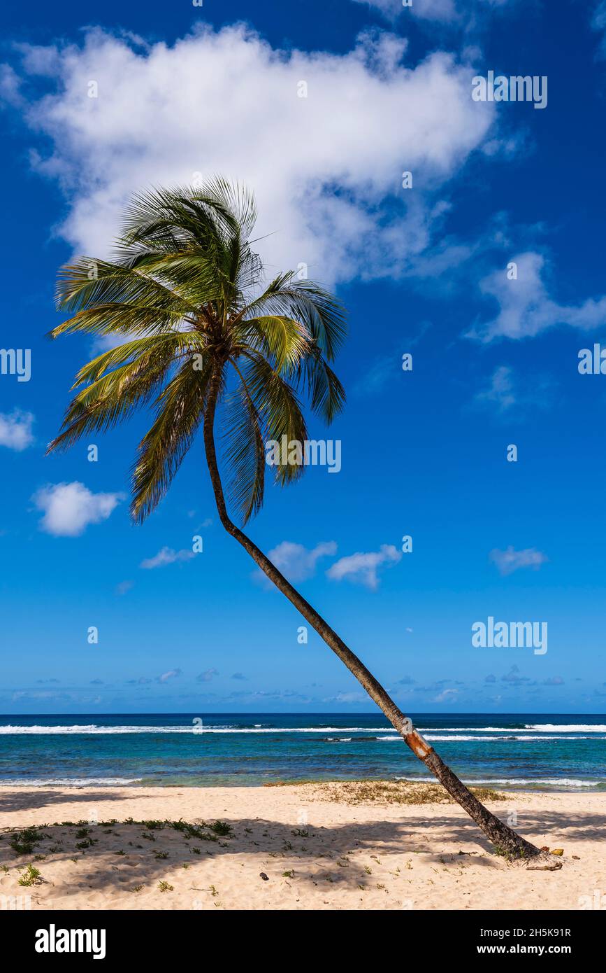 Caribbean Sea, white puffy clouds and a lone palm tree (Arecaceae) on a ...