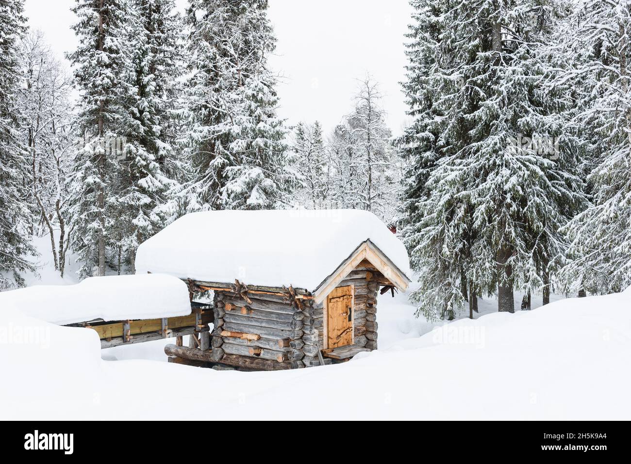 Old wooden snow covered barn in the forest Stock Photo - Alamy