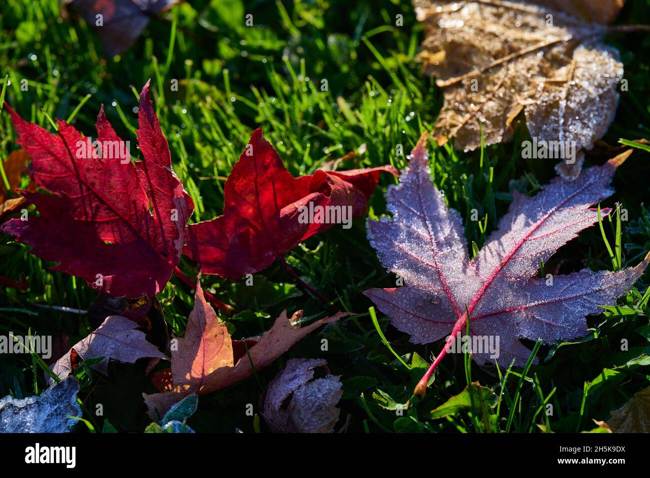 Thin leaves texture hi-res stock photography and images - Alamy