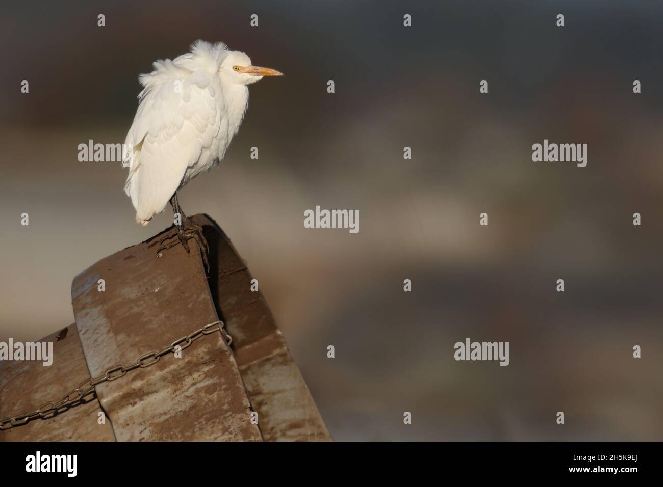 Cattle Egret (Bubulcus ibis) at a pig farm in Angus, Scotland Stock ...