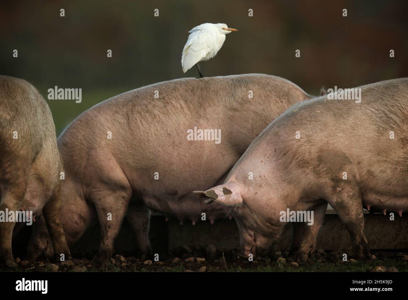 Cattle Egret (Bubulcus ibis) hitching a ride at a Pig Farm Stock Photo ...