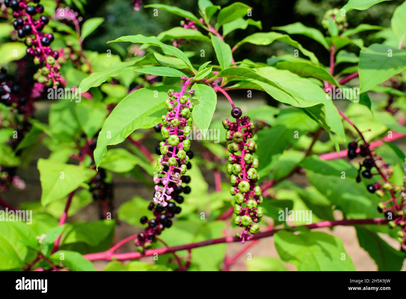 Small black poisonous fruits of Phytolacca plant, also known as ...