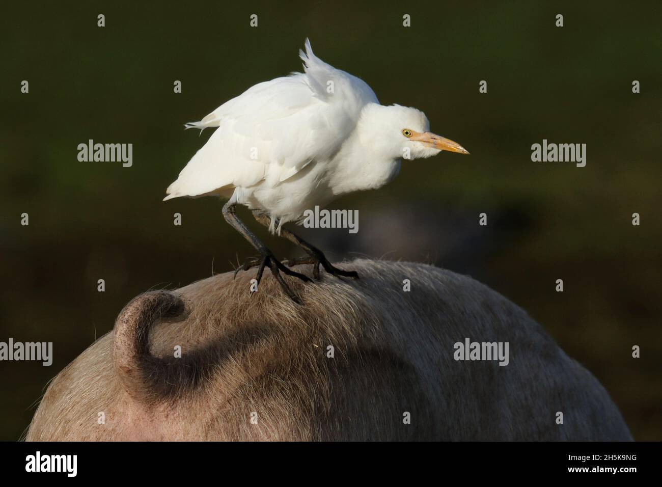 Cattle Egret (Bubulcus ibis) hitching a ride at a Pig Farm Stock Photo ...