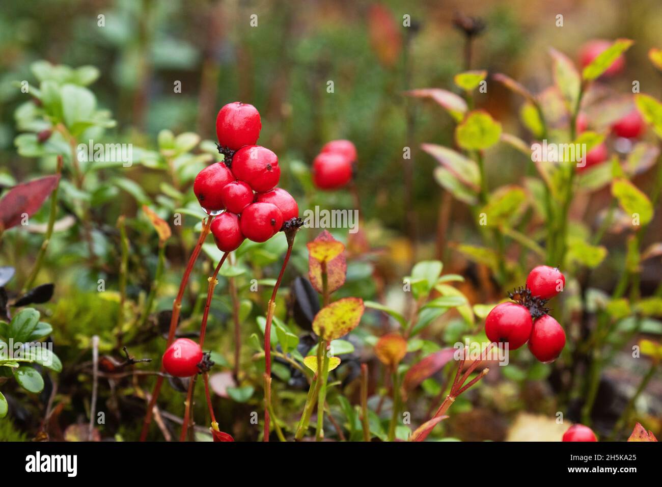 Red ripe Dwarf cornel, Cornus suecica berries in Finnish Lapland ...