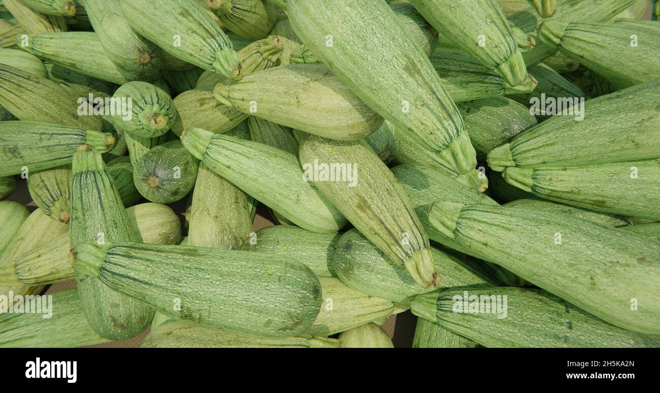 Lots of zucchini close up view. Background from vegetables Stock Photo ...