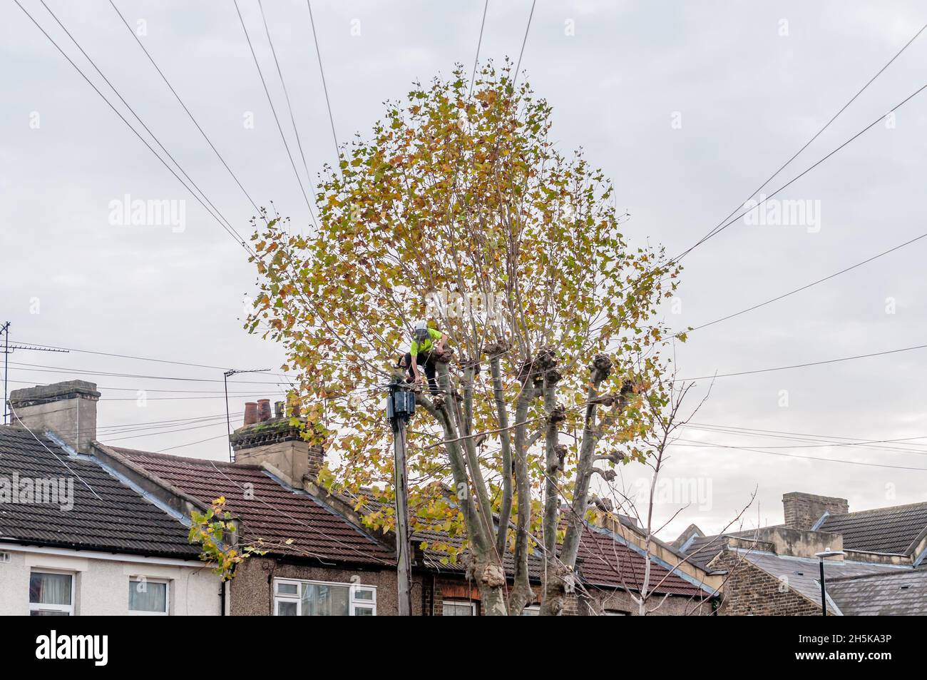 A tree surgeon cuts and trims a tree in Newham, London Stock Photo - Alamy