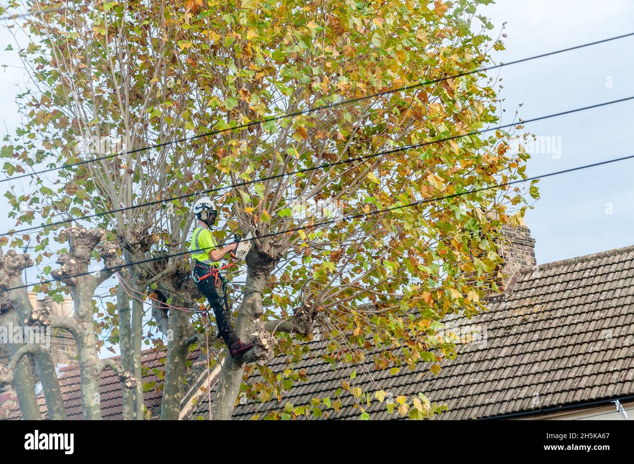 A tree surgeon cuts and trims a tree in Newham, London Stock Photo - Alamy