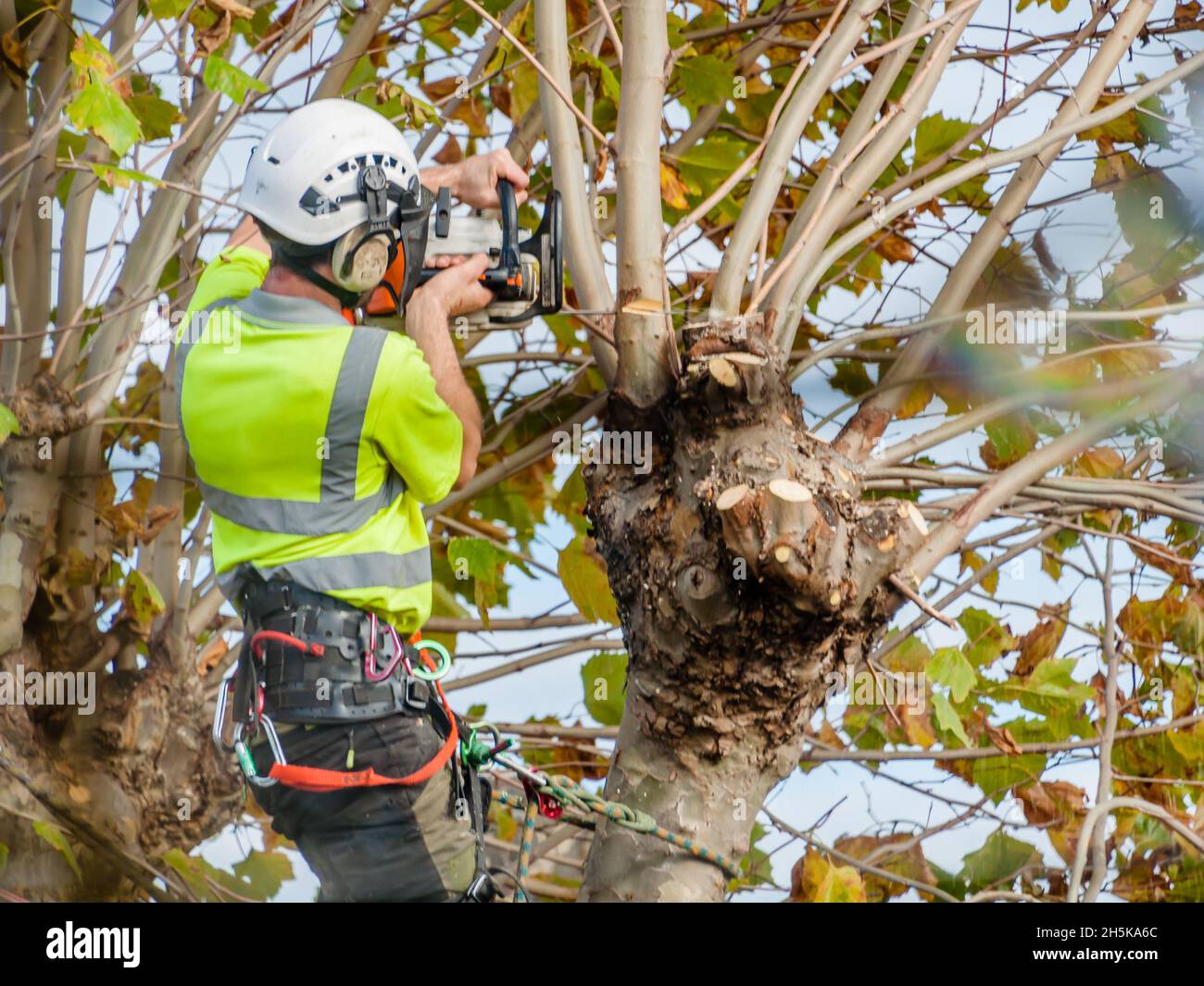 A tree surgeon cuts and trims a tree in Newham, London Stock Photo - Alamy