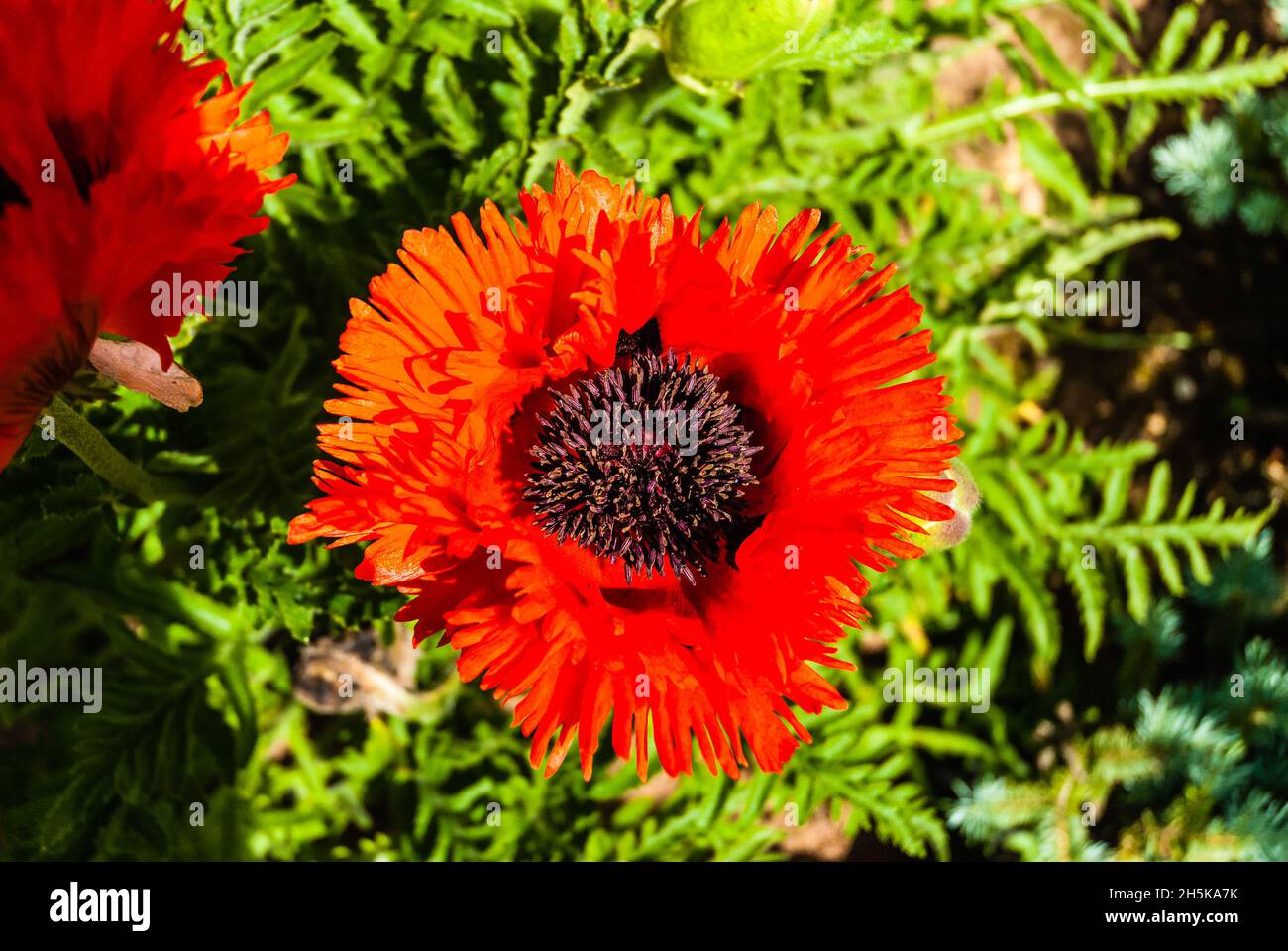 Poppy uk garden hi-res stock photography and images - Alamy