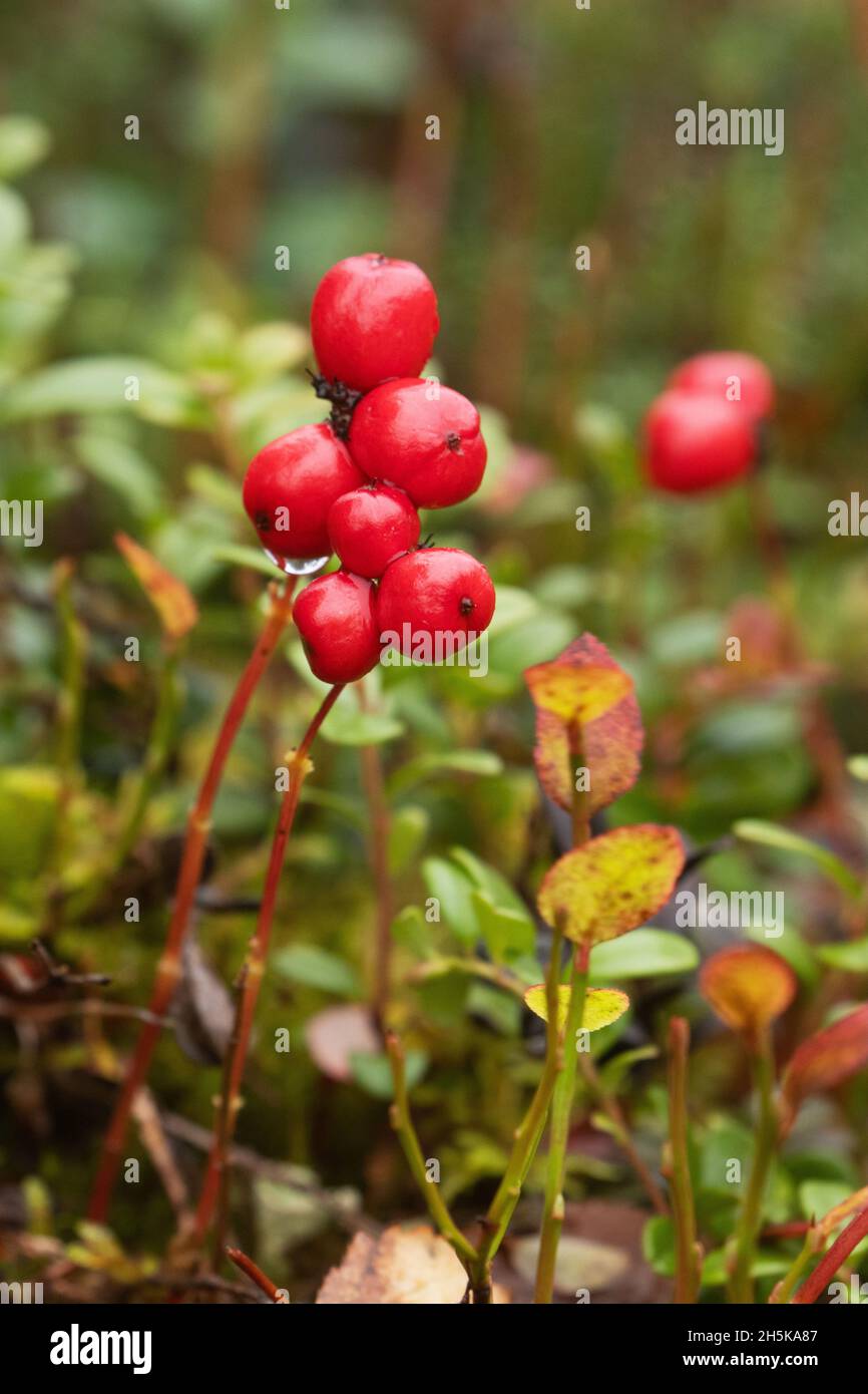 Red ripe Dwarf cornel, Cornus suecica berries in Finnish Lapland ...